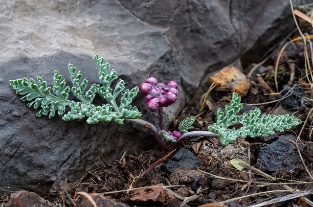 Explore the Captivating Flora of Grant County on Facebook! - Southwest ...